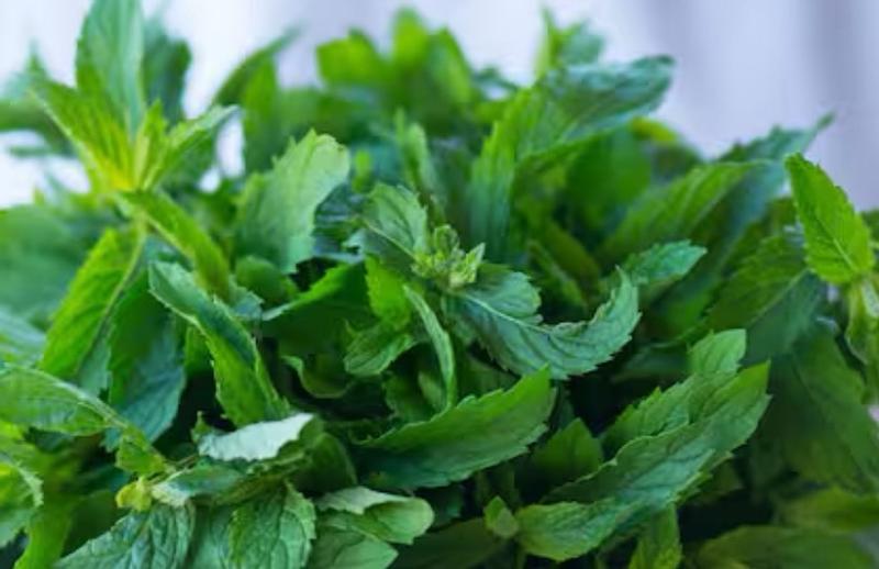 Ferry-Morse Organic Peppermint Seeds 200 Milligram(s) in the Vegetable ...