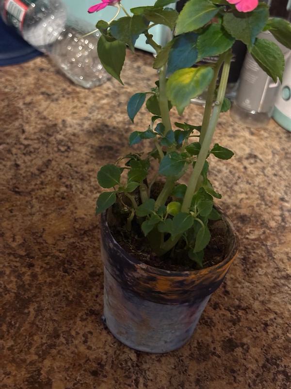 Ferry-Morse Balloon Flower Seeds 300 Milligram(s) in the Flower Seeds ...