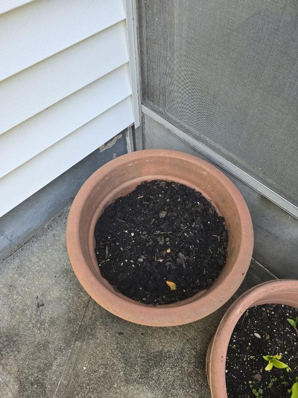 Ferry-Morse Balloon Flower Seeds 300 Milligram(s) in the Flower Seeds ...