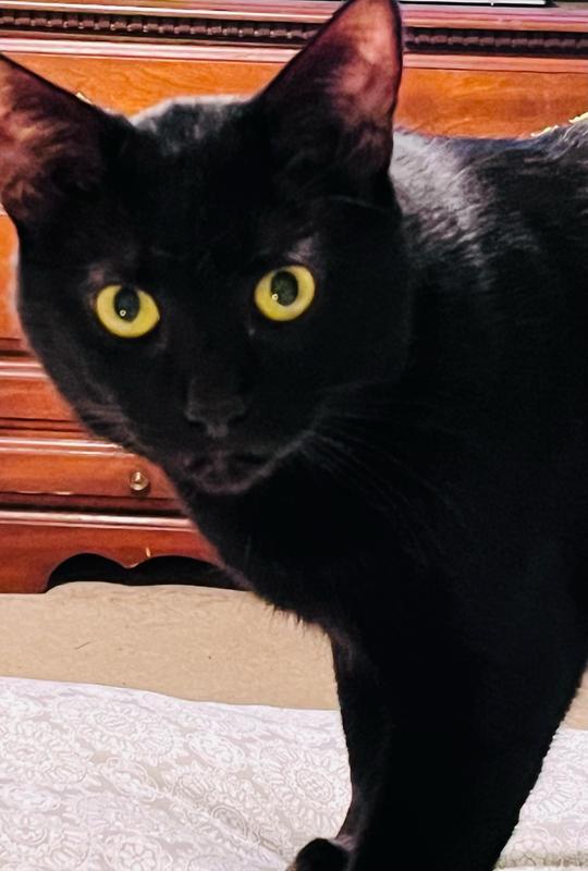 Dial Spring Water Body Wash Spring Water Scent 16 oz 6 Carton in the ...