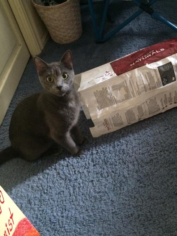 Diamond Naturals Active Cat Chicken & Rice Formula 18 lbs