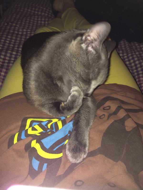 Diamond Naturals Active Cat Chicken & Rice Formula 18 lbs