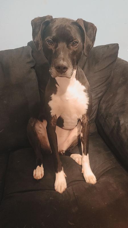 Diamond Maintenance Complete & Balanced Adult Dry Dog Food, 40 lbs. | Petco