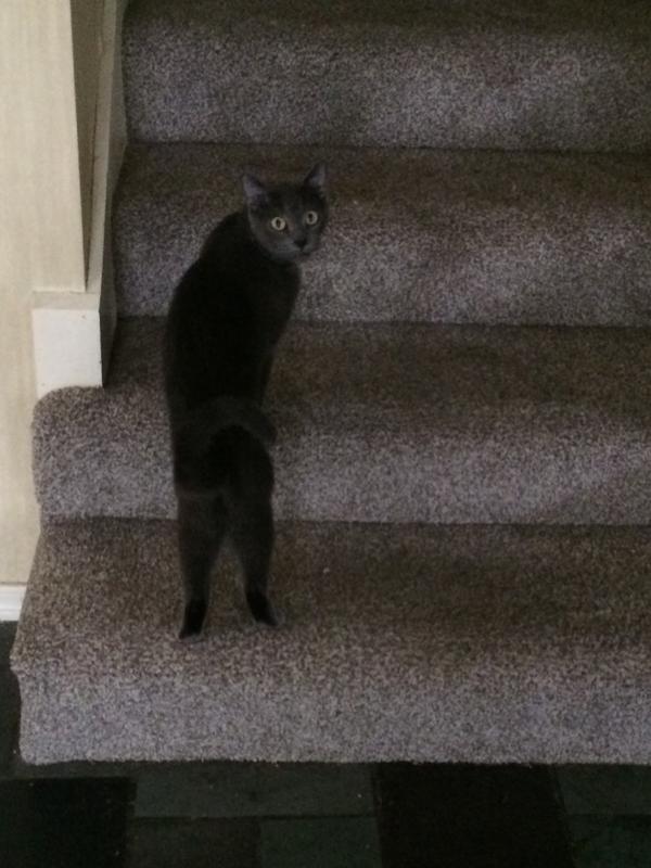 Diamond Naturals Active Cat Chicken & Rice Formula 18 lbs