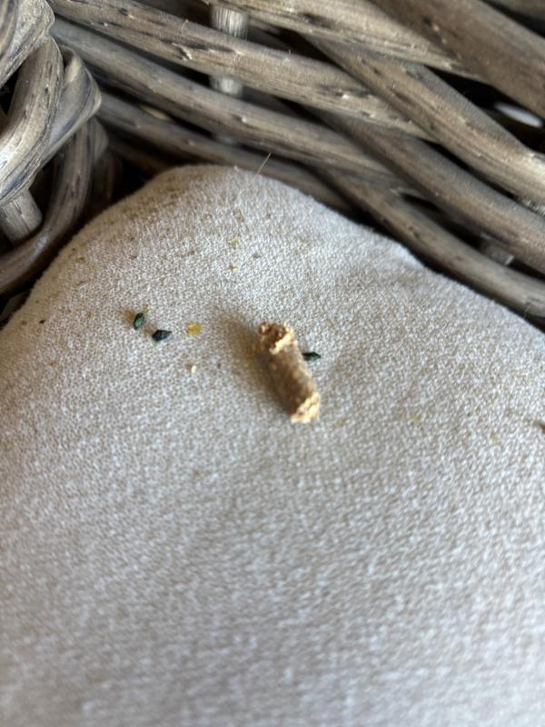 RatX 1 lb. Non-Toxic Rodent Killer Pellets, Effective Against All ...