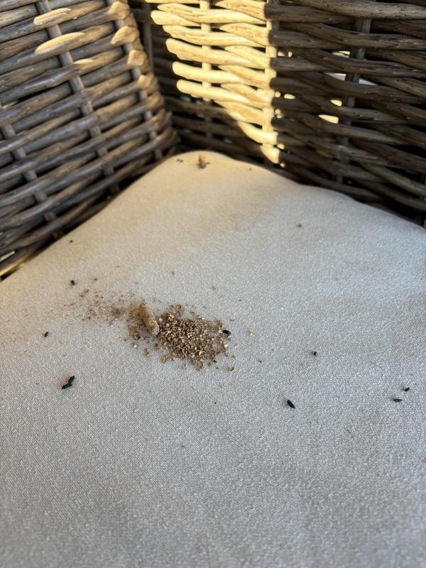 RatX 1 lb. Non-Toxic Rodent Killer Pellets, Effective Against All ...