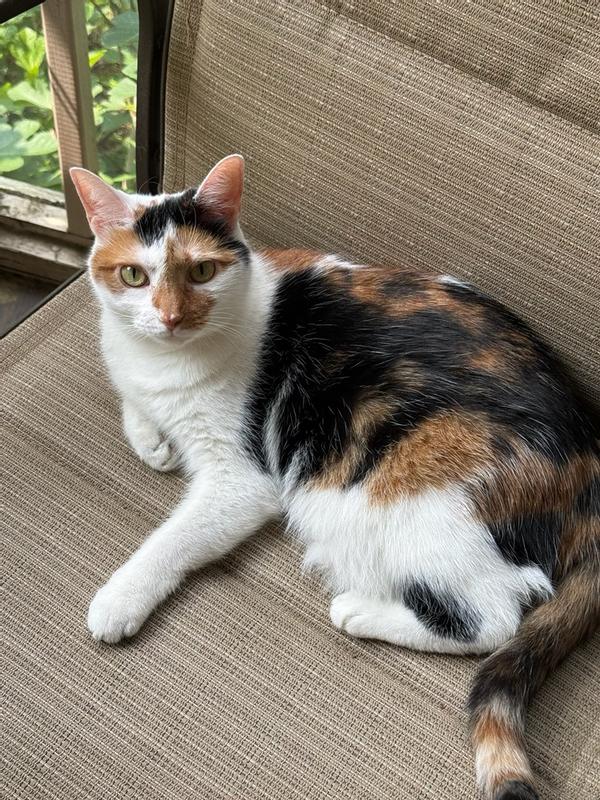 Pet Protect Omega-3 Free Form Fish Oil for Small Dogs and Cats, 4 oz ...