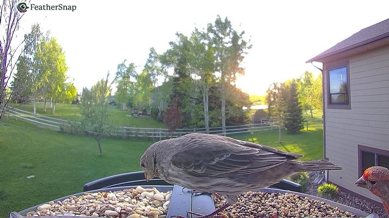 FeatherSnap Smart Bird Feeder at Tractor Supply Co