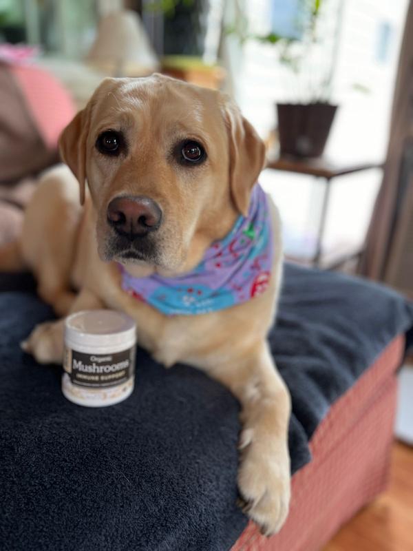Fera Organic Mushroom Immune Support for Pets 2.12 oz
