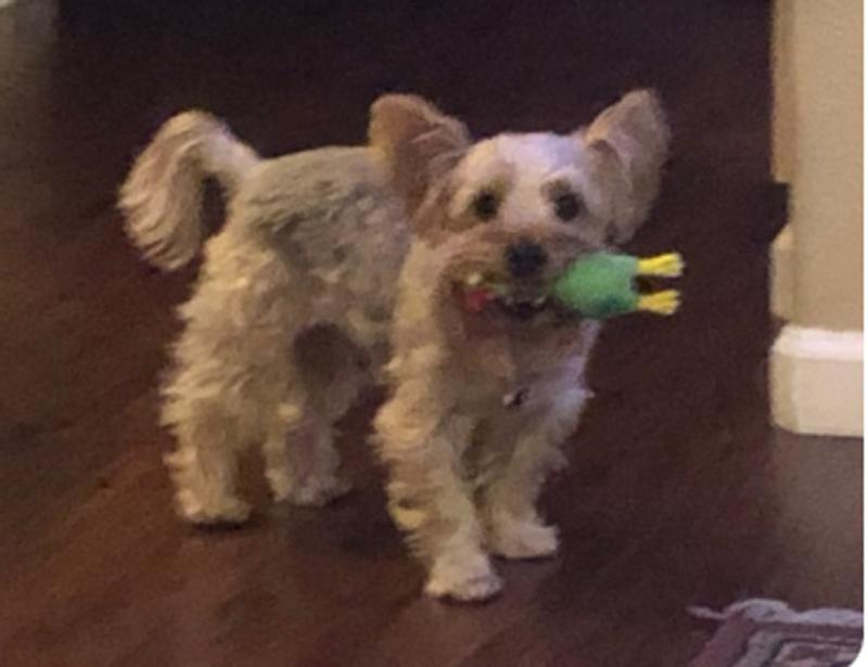 Freshpet Homestyle Creations Multiprotein Meal Dog Food, 1 lb. | Petco