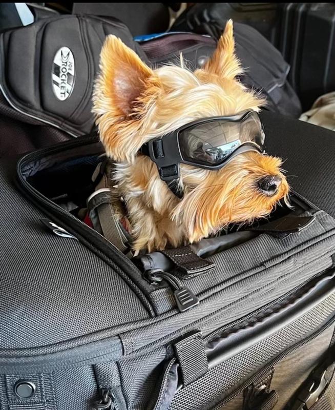 Freshpet Homestyle Creations Multiprotein Meal Dog Food, 1 lb. | Petco