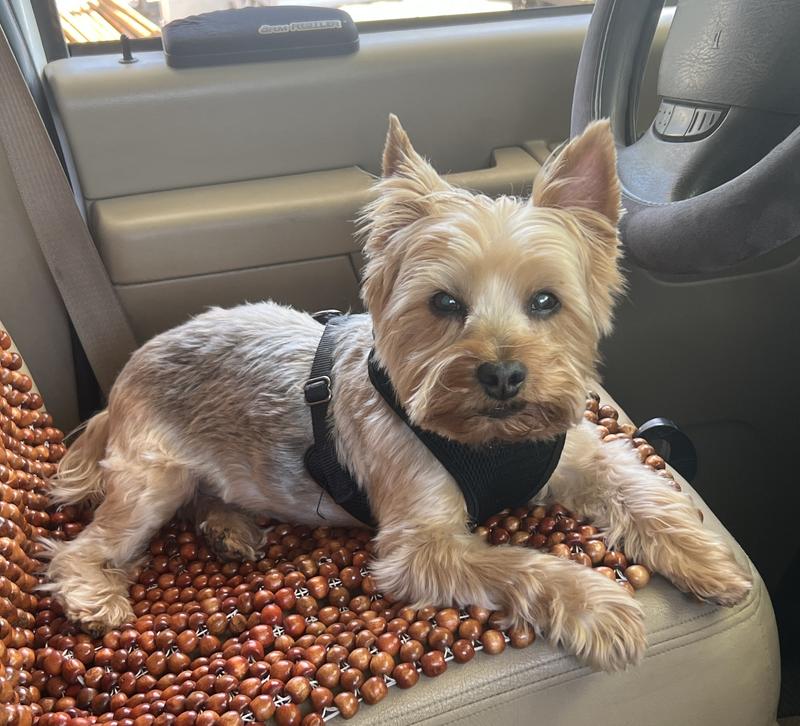 Freshpet Homestyle Creations Multiprotein Meal Dog Food, 1 lb. | Petco