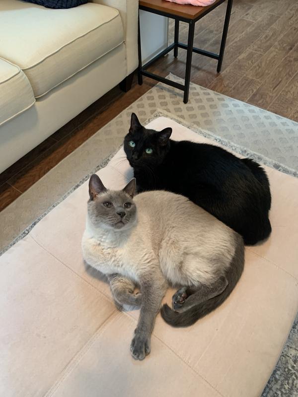 Fresh Step Simply Unscented Clumping Cat Litter, 25 lbs. | Petco