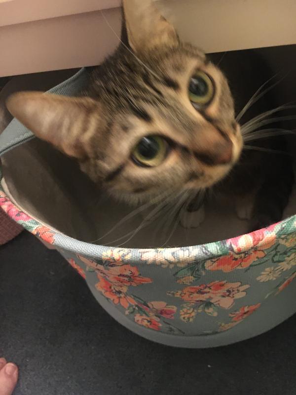 Fresh Step Simply Unscented Clumping Cat Litter, 25 lbs. | Petco