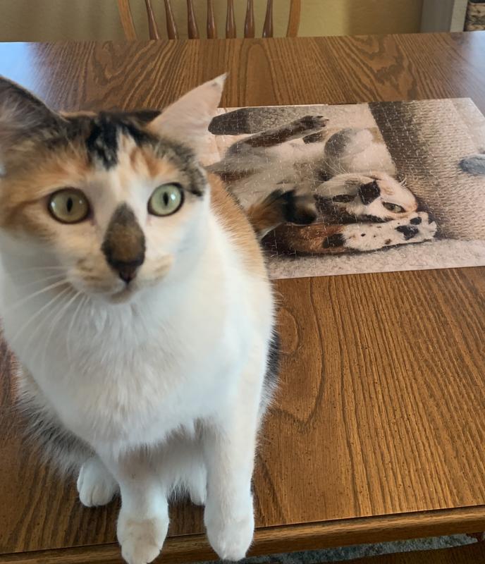 Fresh Step Simply Unscented Clumping Cat Litter, 25 lbs. | Petco