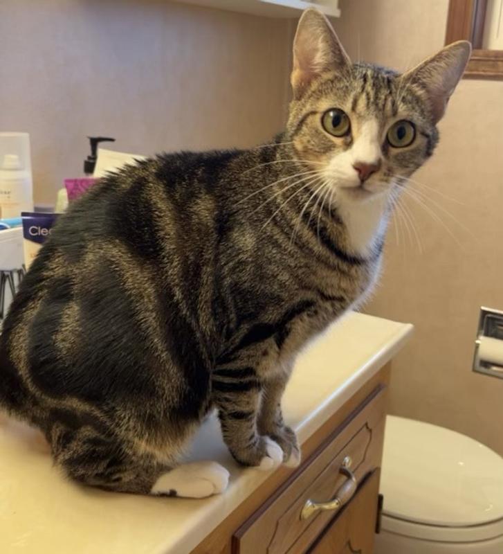 Fresh Step Clean Paws Multi-Cat Scented Low-Tracking Clumping Litter ...