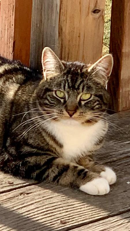 Fresh Step Simply Unscented Clumping Cat Litter, 25 lbs. | Petco