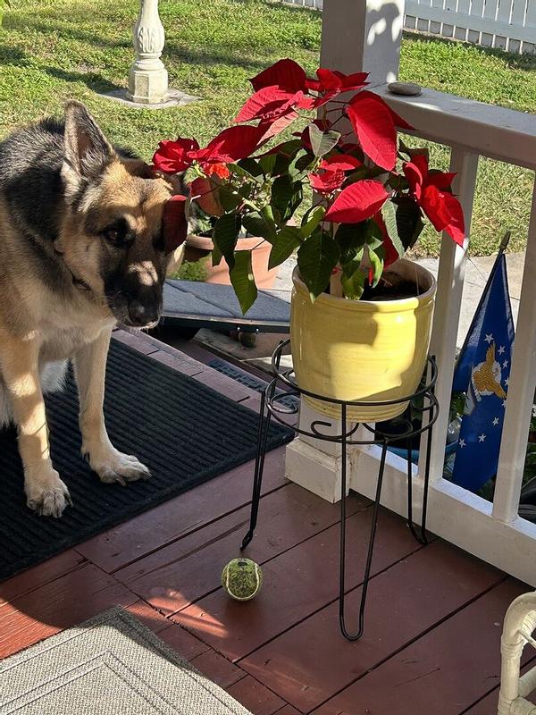 Full Moon Pure Protein Air-Dried Beef Dog Food, 16 oz. at Tractor Supply Co