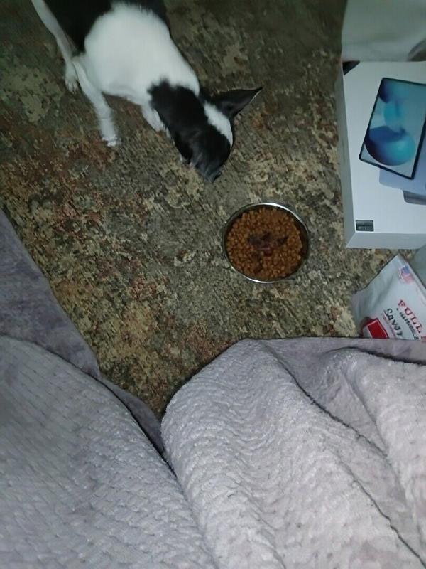 Full Moon Pure Protein Air-Dried Beef Dog Food, 16 oz. at Tractor Supply Co