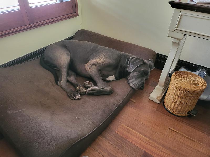 FurHaven Rectangular Gray Polyester Bolster Dog Bed ( Extra Large) at ...