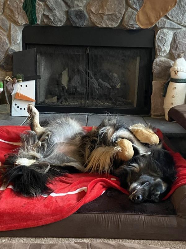 FurHaven Plush and Suede Pillow Sofa Pet Bed at Tractor Supply Co