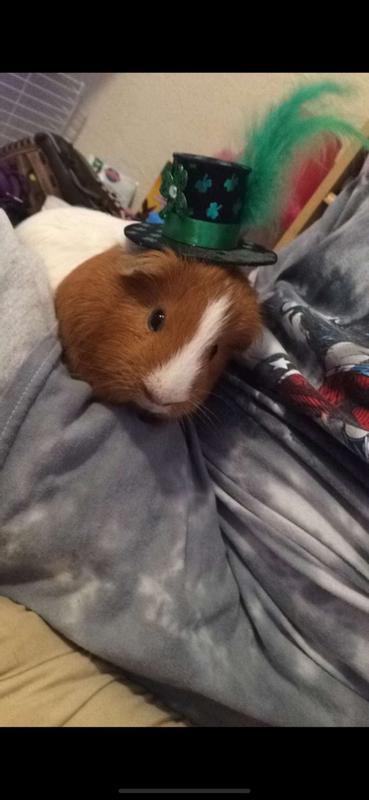 Kaytee Timothy Complete Guinea Pig Food, 9.5 lb. Bag at Tractor Supply Co