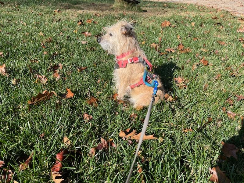 Kurgo Black/Gray Journey Air Dog Harness, X-Large | Petco