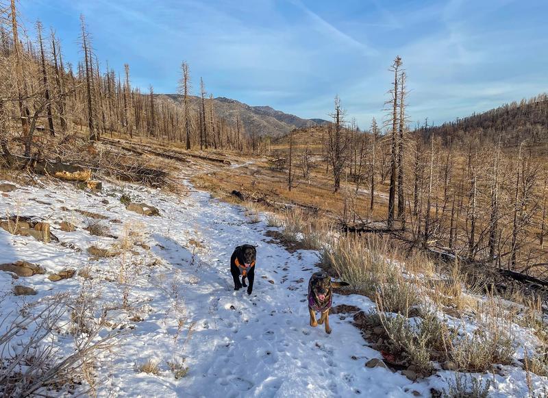 Kurgo Black/Gray Journey Air Dog Harness, X-Large | Petco