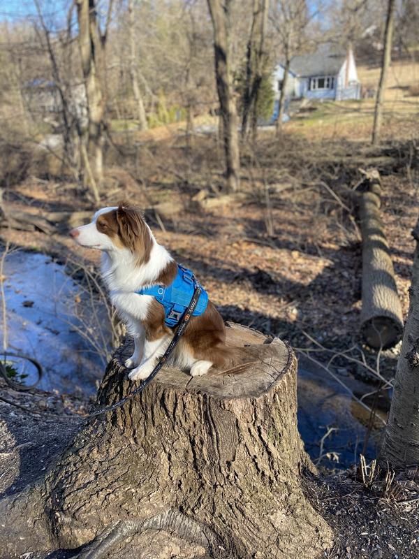 Kurgo RSG Townie Dog Harness at Tractor Supply Co