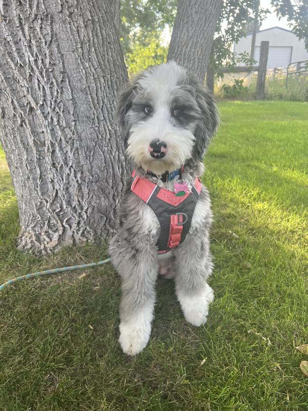 Kurgo Black/Gray Journey Air Dog Harness, X-Large | Petco