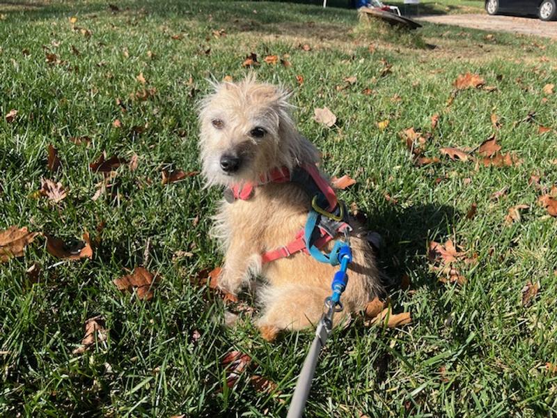 Kurgo Black/Gray Journey Air Dog Harness, X-Large | Petco