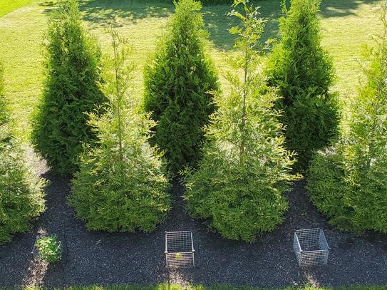PROVEN WINNERS 1 Gal. Spring Grove Western Arborvitae (Thuja) Live ...