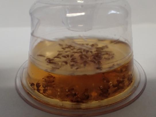 BEAPCO Drop-Ins Fruit Fly Traps (6-Pack) 10036 - The Home Depot