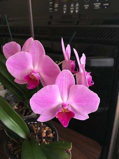 Better-Gro 4 in. Lavender Cattleya Packaged Orchid 20321 - The Home Depot