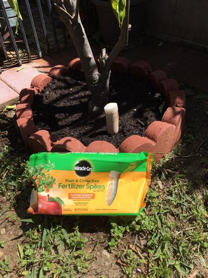 10-10-10 Fertilizer Miracle-Gro Fertilizer Spikes For Fruit And Citrus ...
