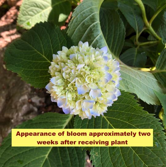 Endless Summer 2 Gal. The Original Reblooming Hydrangea Flowering Shrub ...