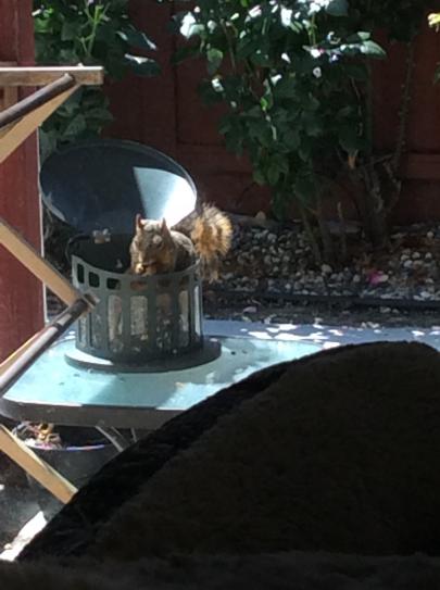 Heritage Farms Squirrel Diner 2 Squirrel Feeder 75590 - The Home Depot
