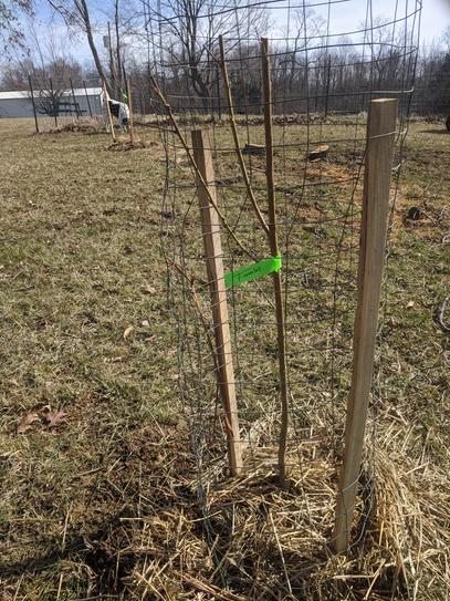 Online Orchards Flavortop Nectarine Tree Bare Root FTNC002 - The Home Depot