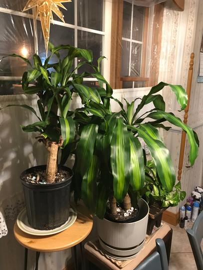 Have a question about Costa Farms Mass Cane Indoor Plant in 8.75 in ...