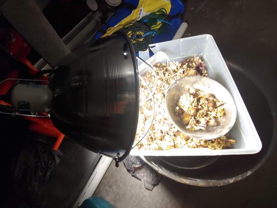 Woods 300-Watt 8 ft. 18/2 SJTW Incandescent Brooder Clamp Work Light ...