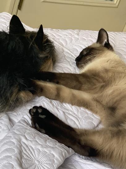 StyleWell Cotton King Blanket in Moss STI-HD-027 - The Home Depot