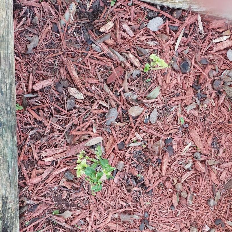 Buy 4.5 in. Qt. Wee Bit Grumpy Bigleaf Hydrangea (Hydrangea Macrophylla ...