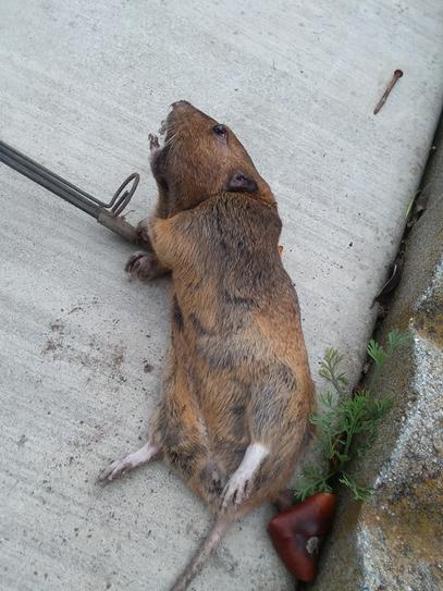 CINCH Traps 2-1/4 in. Small Gopher Kit SGK-07 - The Home Depot