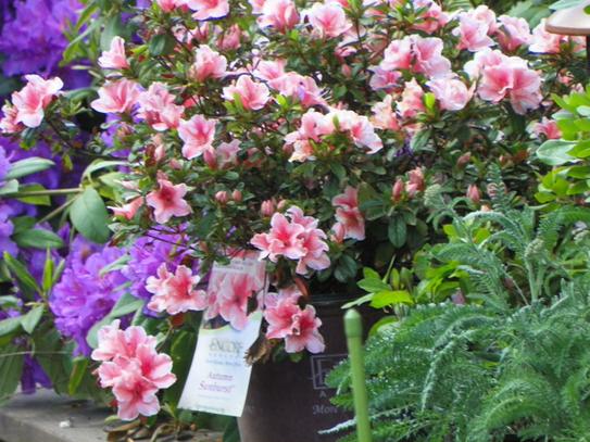 Have a question about ENCORE AZALEA 1 Gal. Autumn Sunburst Azalea Shrub ...