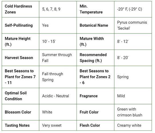 Online Orchards Dwarf Seckel Sugar Pear Tree - Perfectly Snack-Sized ...