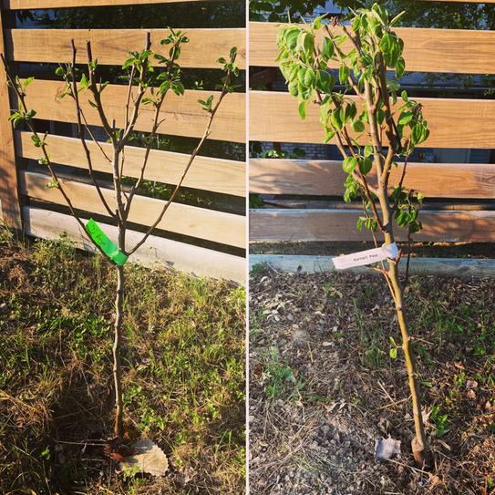 Online Orchards Dwarf D'Anjou Pear Tree Bare Root FTPR005 - The Home Depot