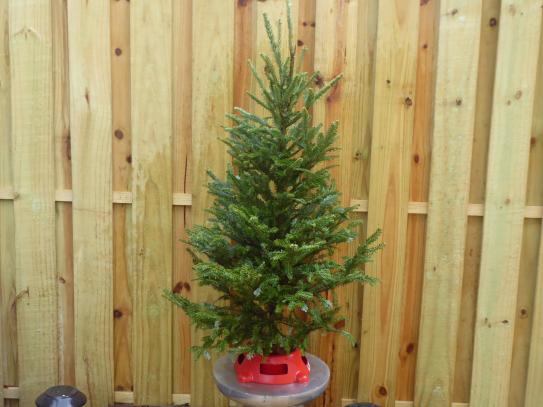 Have a question about Home Accents Holiday 3.5 ft.-4 ft. Freshly Cut ...