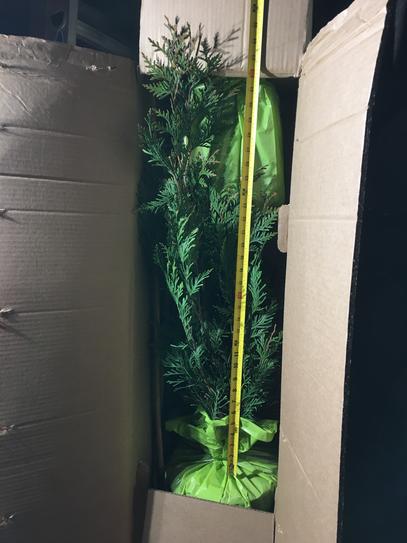 4 ft. - 5 ft. Thuja Green Giant Tree (2-Pack) THD00175 - The Home Depot