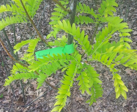 Online Orchards Honeylocust Tree Bare Root SHHL002 - The Home Depot