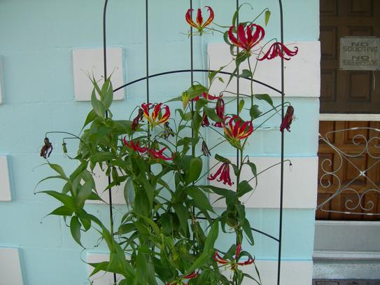 VAN ZYVERDEN Gloriosa Rothschildiana Root (Set of 3) 831601 - The Home ...